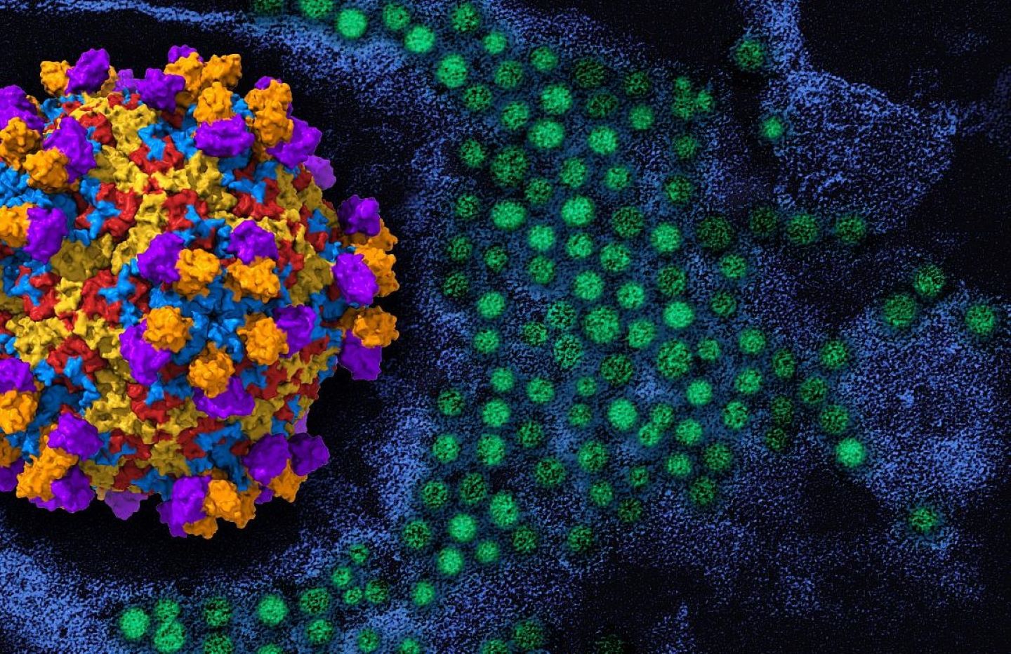 NIH announces start of Phase I enterovirus D68 therapeutic trial